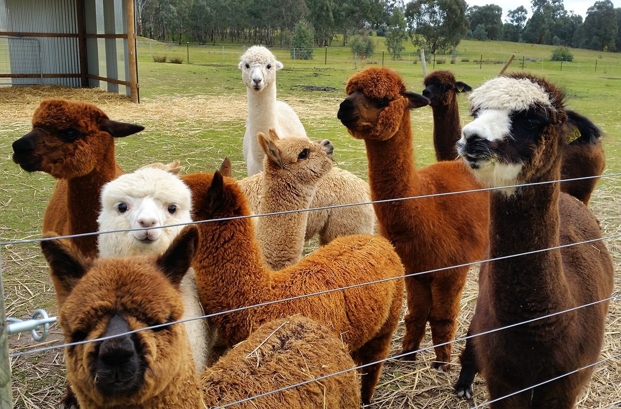 The Most Fascinating Farms in Alberta - calgary-name.com