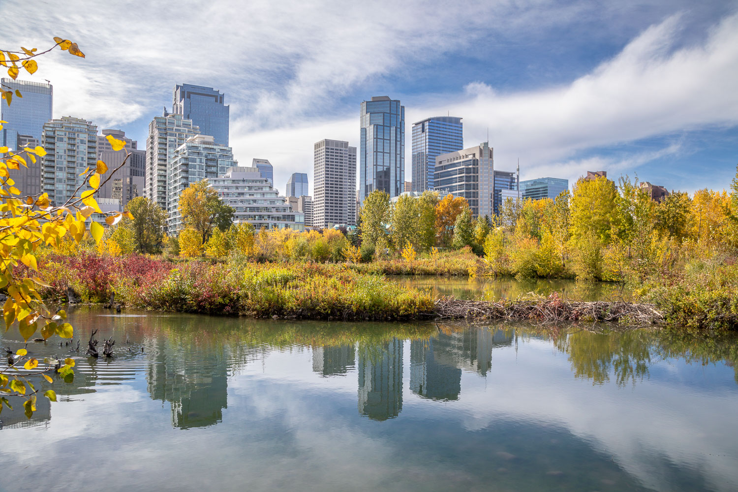 Calgary's Greening Initiative: Current Status and Future Urban Plans ...